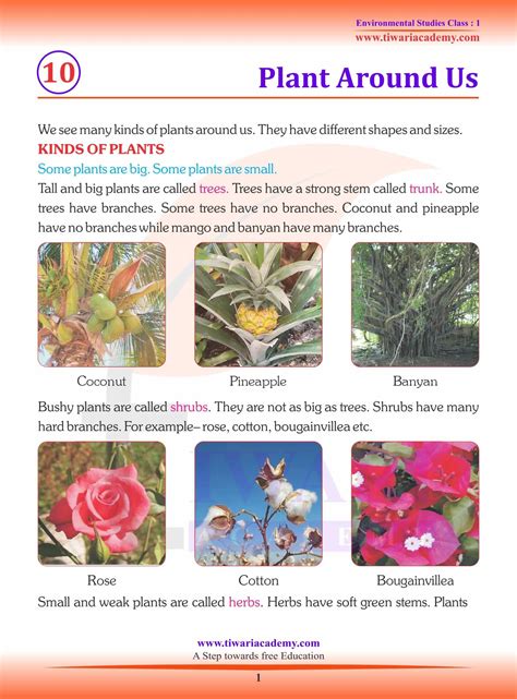 Ncert Solutions For Class 1 Evs Chapter 10 Plant Around Us