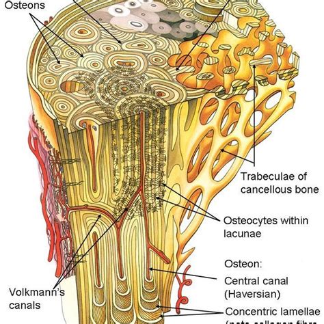 31 Synovial Joint Structure Macroscopic Drake Et Al 2005 Download Scientific Diagram