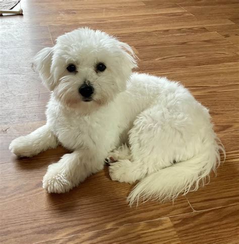 Coton De Tulear Puppies For Sale