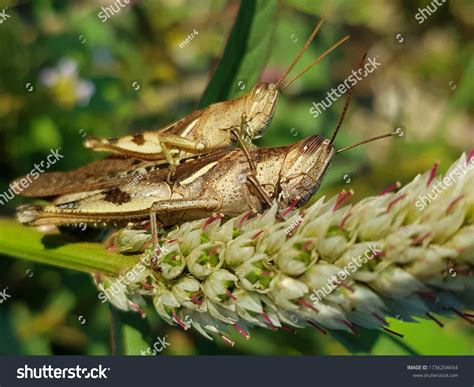 Wooden Grasshopper During Mating Season Stock Photo Shutterstock
