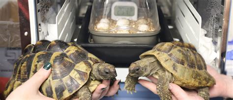 Incubator Shell Ter Hopes To Help Hatch Endangered Tortoise Eggs