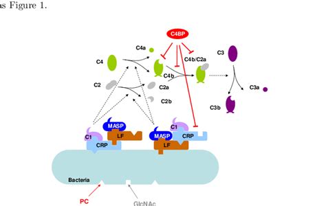 The Schematic Representation Of The Complement Pathway Download Scientific Diagram