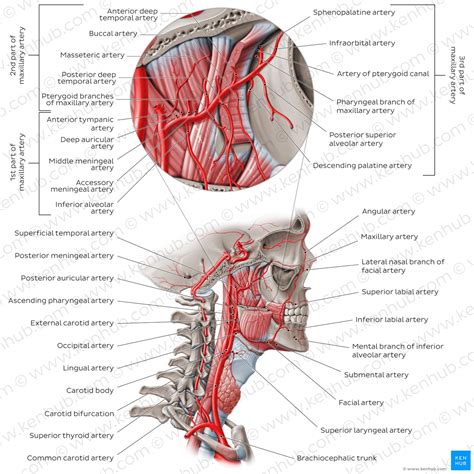 External Carotid Artery Branches And Mnemonics Kenhub