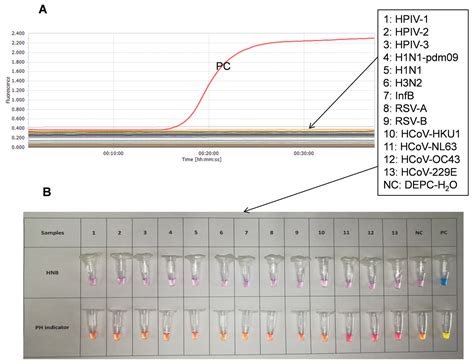 Rapid And Convenient Detection Of Sars Cov 2 Using A Colorimetric Triple Target Reverse