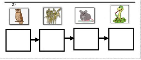417529 السلسلة الغذائية 4 Intisar Liveworksheets