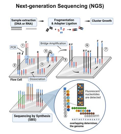 Next Generation Sequencing Market Forecast 2024 2030