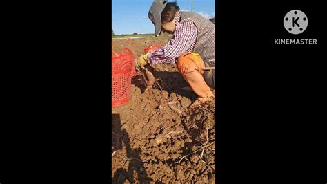 비가 와서 흙 속에 파묻힌 고구마 다시 캐내는 중 Youtube
