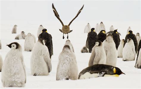 New Roadmap To Cost Effective Conservation Of Antarctic Biodiversity
