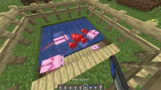 How To Spawn A Blue Axolotl Bedrock Java PE PS4 Xbox Game Voyagers