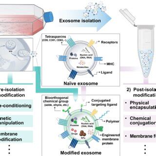 Exosome Engineering Via Pre Isolation Modification And Post Isolation Download Scientific