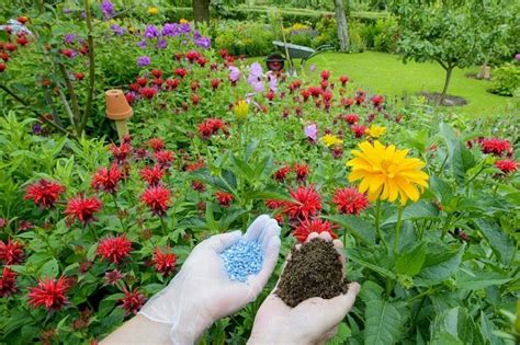 6 Самых долгоцветущих многолетников для сада