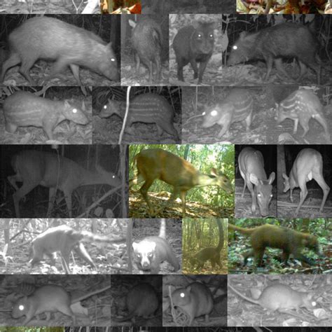 The Architecture Of Scspm Algorithm The Densely Extracted Local Download Scientific Diagram