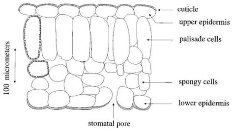 Cross Section Of A Leaf