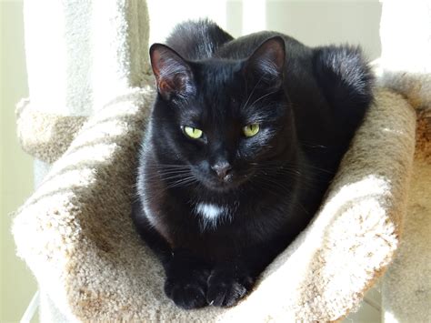 Black European Shorthair Cat