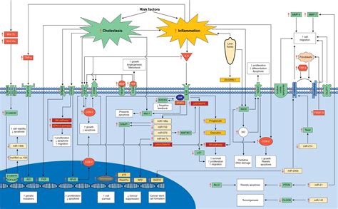 Intrahepatic Cholangiocarcinoma Clinical Tree