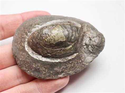 Pyritised Shells Buyafossil