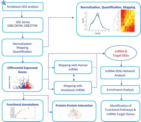 Schematic Diagram Of The Workflow Detailed Workflow Of Methods