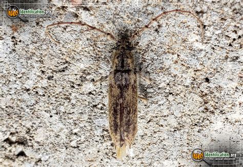Spined Oak Borer Beetle