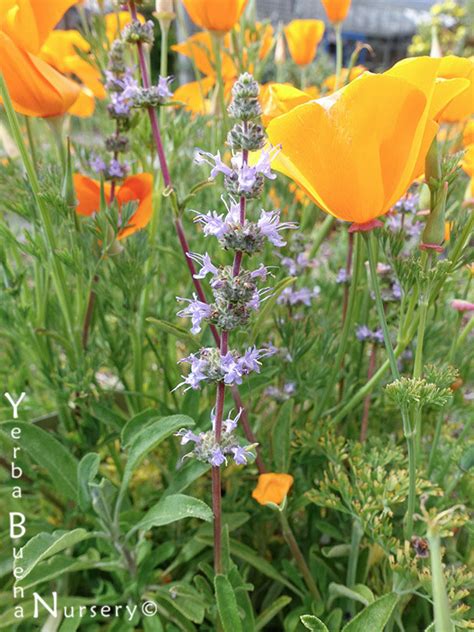 Salvia Mrs Beard Sage