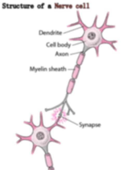 SOLUTION Structure Of Nerve Cell Th Class Biology Studypool