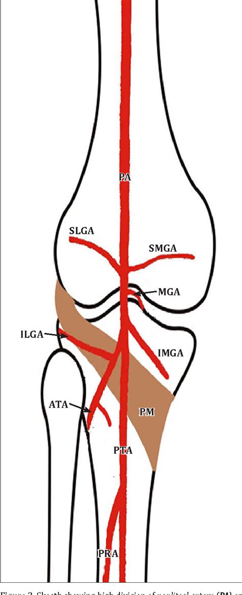 Popliteal Artery Location Location Of Your Popliteal Pulse What It