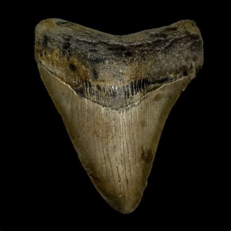 7 Surprising Facts About Shark Tooth Fossils You Didnt Know