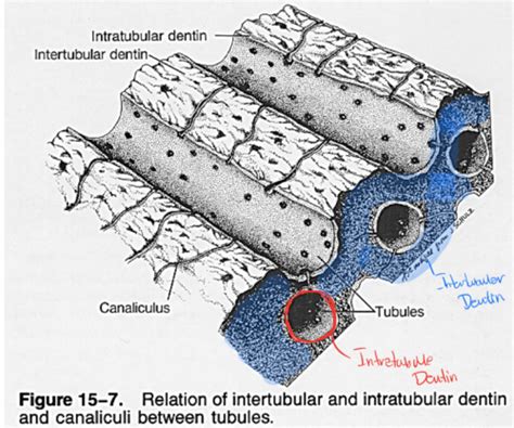 Dentin Flashcards Quizlet