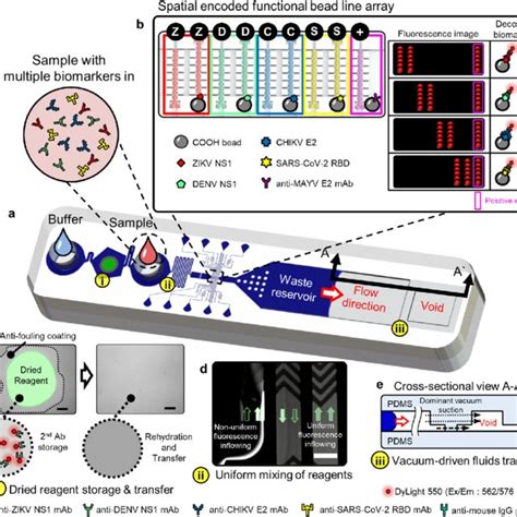 Fluorescence Based Multiplex Detection Of Biomarkers Via Spatial