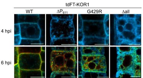 Journey And Destination Korrigan1 Subcellular Localization Dynamically