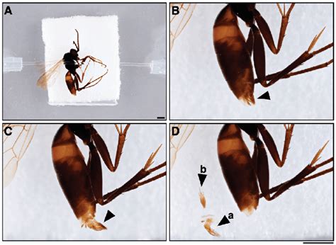 Lateral Fixation Of A Male Spider Wasp For Genitalia Dissection