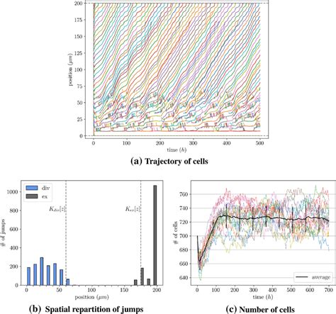 Cell Migration For An Initial Condition Of 700 Cells Uniformly Download Scientific Diagram