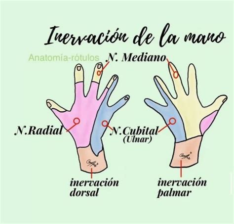 Inervacion Manos Inervación Musculos De La Mano Anatomia Y