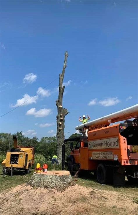 Tree Stump Removal Made Simple Reclaiming Your Space