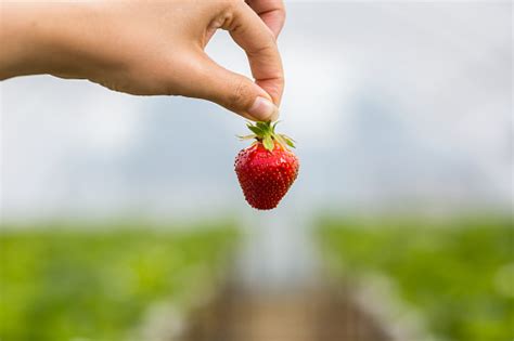 여자 카메라 팔에 딸기에 달콤한 물린된 딸기를 들고 여자 온실에서 손에 들고 딸기 여성 손 딸기를 들고 흐리게 배경 딸기 작물 개념 건강한 생활방식에 대한 스톡 사진 및