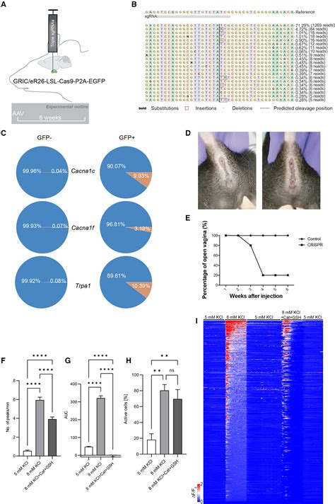Ovulation Is Triggered By A Cyclical Modulation Of Gonadotropes Into A Hyperexcitable State