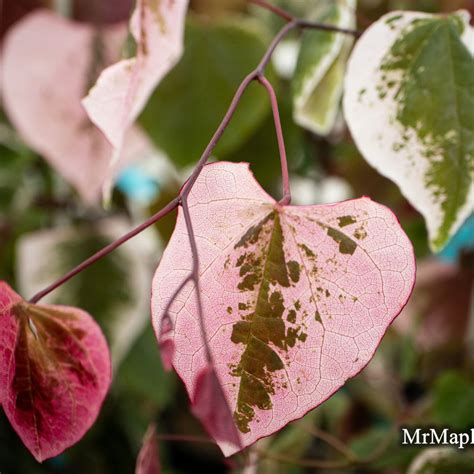 Buy Acer Palmatum Dissectum Orangeola Japanese Maple — Mr Maple │ Buy