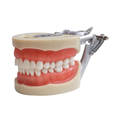 Teaching Model Teeth Model For Dentist To Communic Grandado