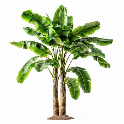 Banana Tree Isolated Premium Ai Generated Image