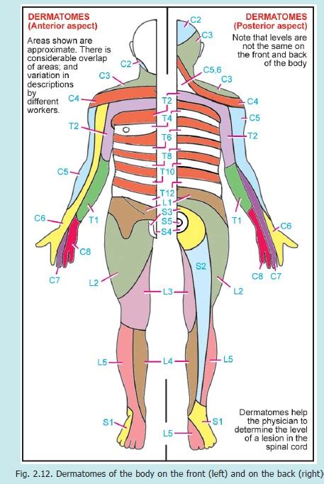 Segmental Innervation Of Muscles