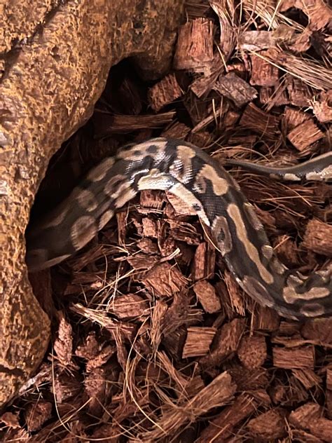 Python Skin Looks Weird Rballpython