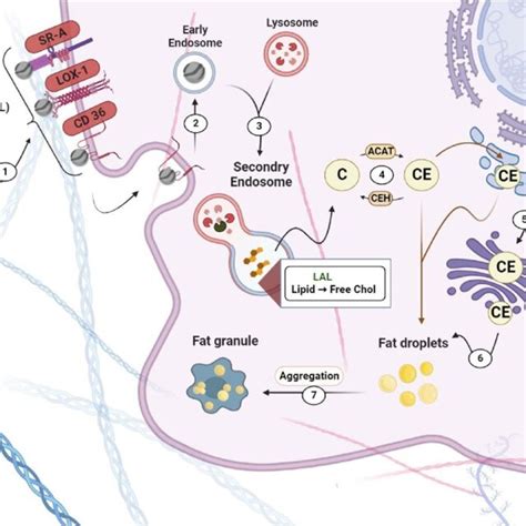 Formation Of Fat Droplets In Cell The Modified Ldl Particles Are