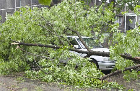 Hazardous Tree Removal Tree Services In Crown Point