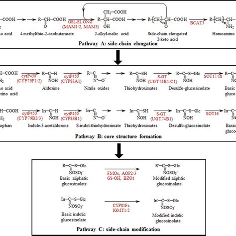 Glucosinolate Biosynthetic Pathways In Brassicaceae Arrows Between Download Scientific Diagram
