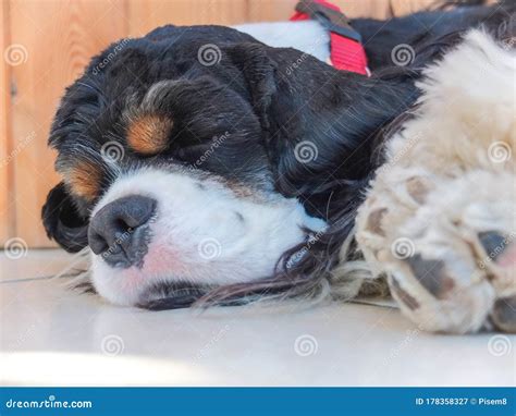 Adult Cute Tri Color American Cocker Spaniel Stock Image Image Of