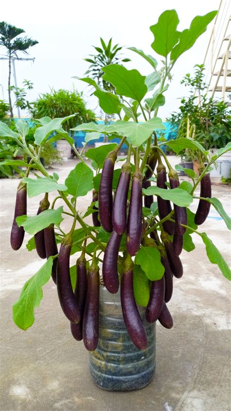 Seed To Harvest Method How To Growing Brinjal Plant At Home 100 Success Method