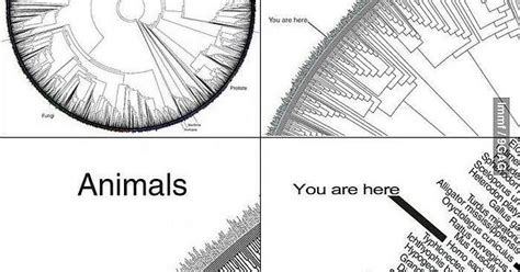 Humble Pie Ichthyophis Bannanicus For Scale Imgur