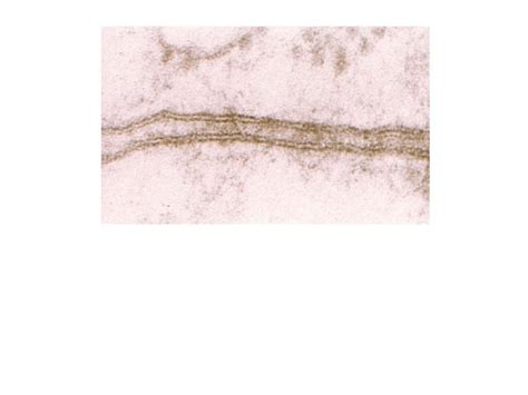 Ppt Fact 1 Globular Proteins Are Folded Into Their Functional