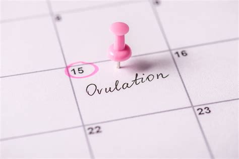 Ovulation Period Heres Everything You Need To Know About Conceiving