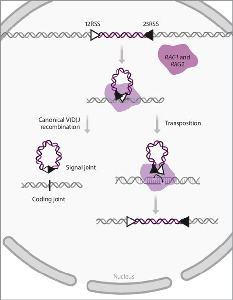Figure 1 From Our Conflict With Transposable Elements And Its