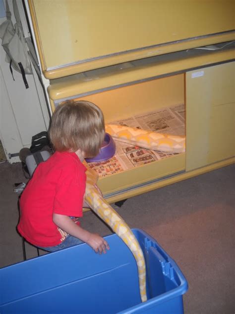 4 Year Old Handling Reticulated Python